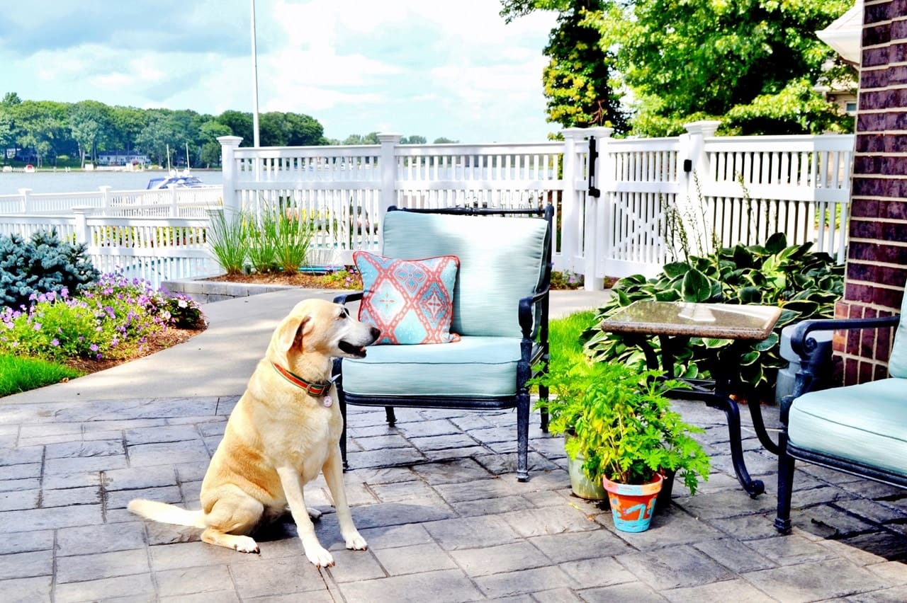 Pet-Friendly Patio Design: Outdoor Space Both You & Your Pet